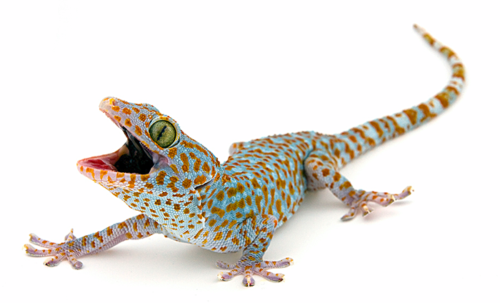 Philippines Tokay Gecko 🦎 The "Little Britain" Lizard