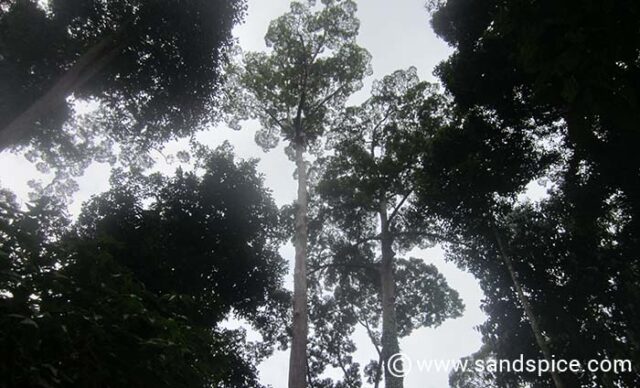 Sepilok Borneo 🐒 Where to Stay & Eat near the Reserves