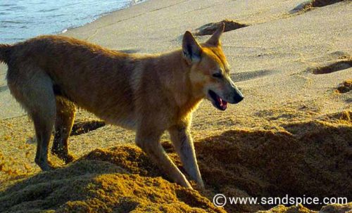 Palm Paradise Cabanas Tangalle 🏕️ Solid, Stylish & Comfortable