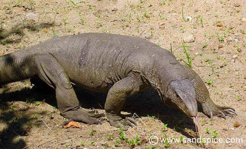 Tangalle Beaches 🌴 Tantalizing Tangalle, Sri Lanka