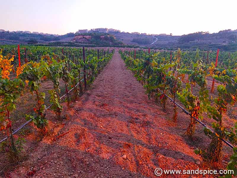 The Gozo Wine Festival 🍷 at Ramla Estate